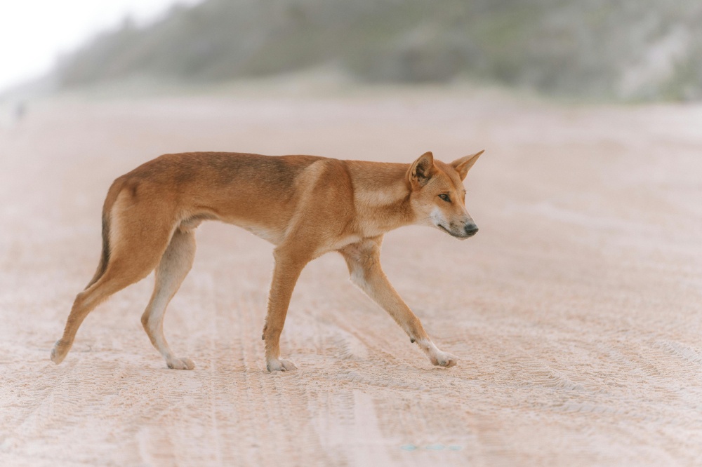Backlash as Australia kills dingoes after backpacker death