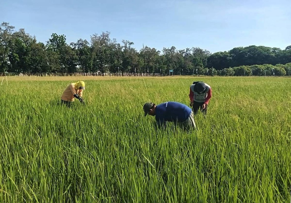 New rice varieties under development by PhilRice to boost harvest by 2027