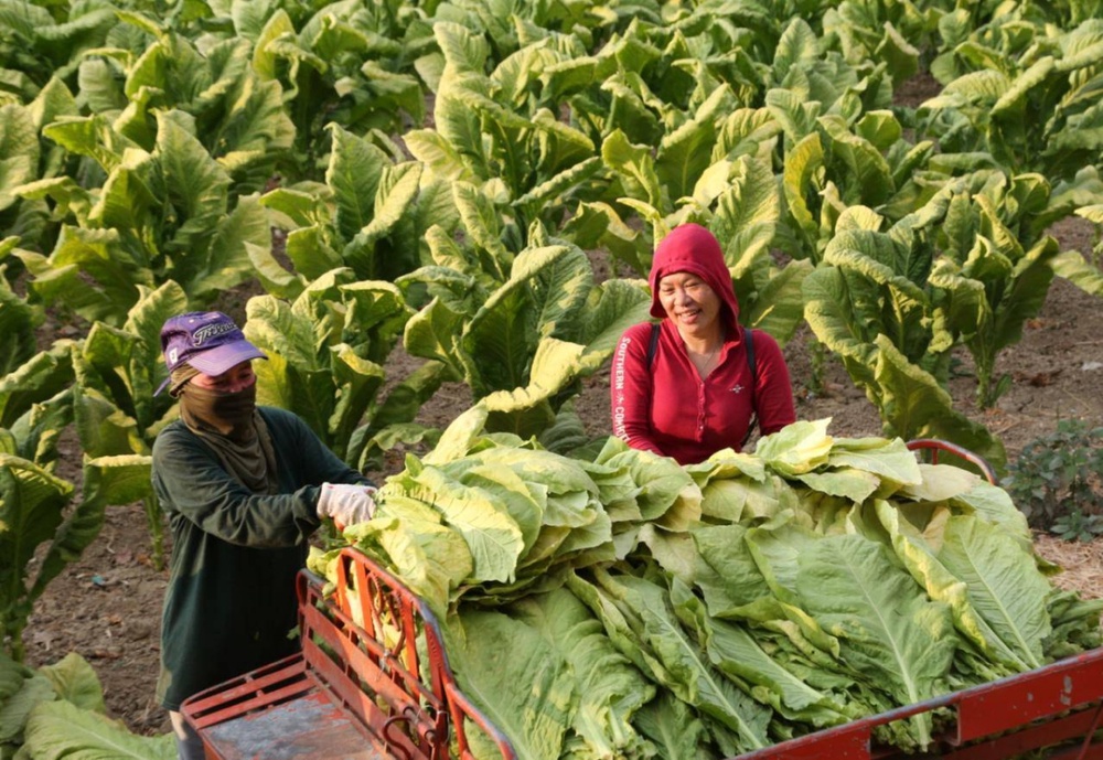 Tobacco farmers hurt by delays in release of excise tax funds