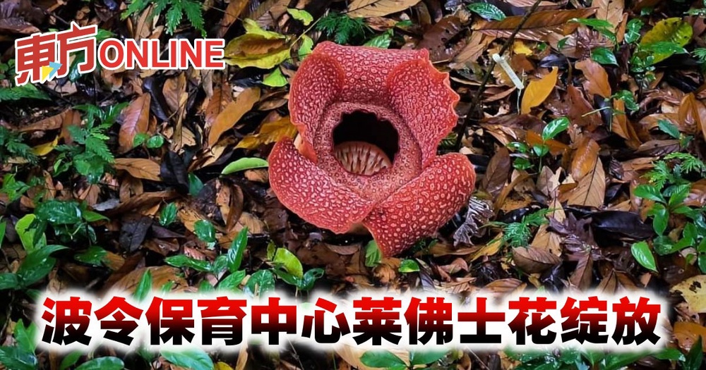 波令保育中心莱佛士花绽放