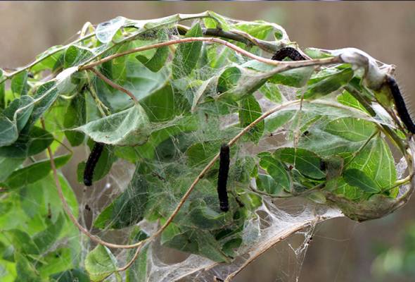 Serangan ulat bulu di Kg Tepi Laut pernah berlaku 6 tahun lalu, boleh ...