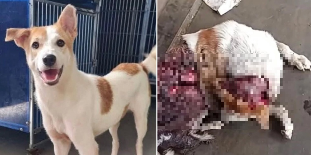 Dog found skinned alive in Melaka, left suffering with exposed flesh