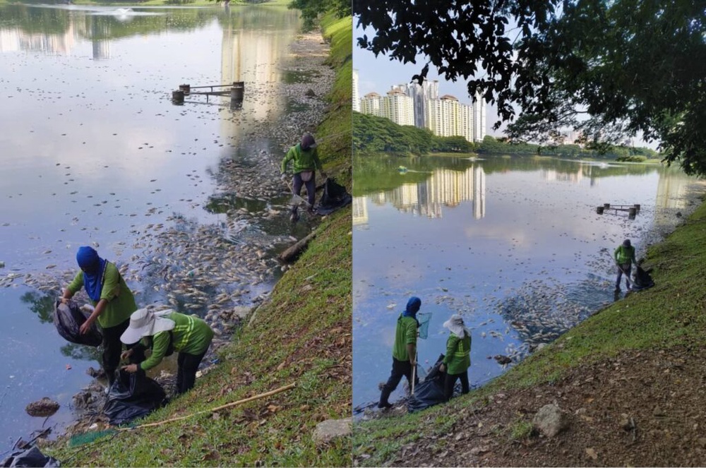 DBKL blames heavy rainfall, pollutants, for mass fish deaths at Danau ...