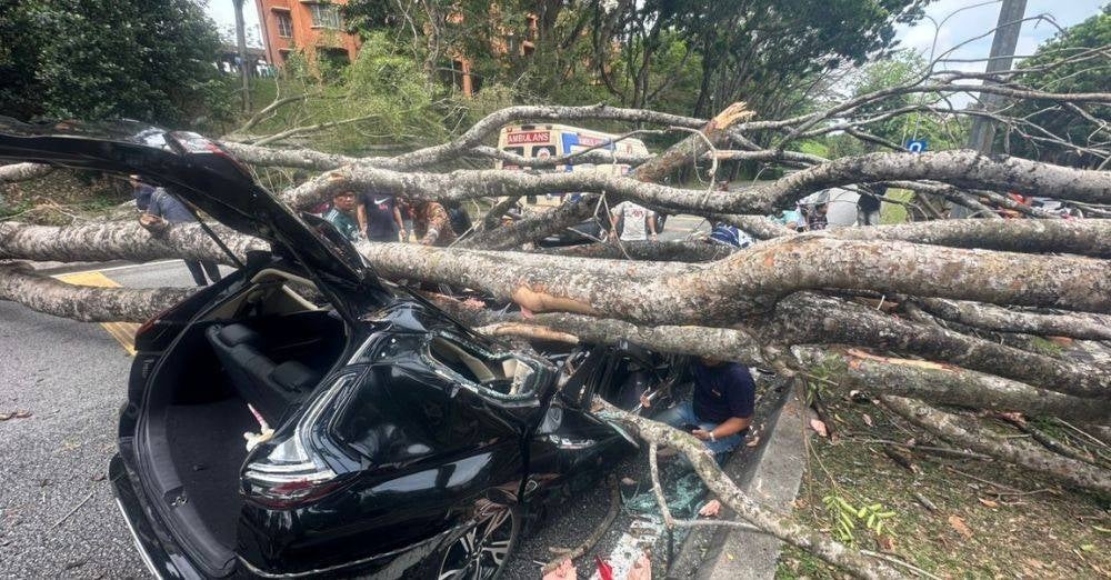 Pokok hempap kereta, mangsa cedera, siapa perlu bayar ganti rugi? Ini ...