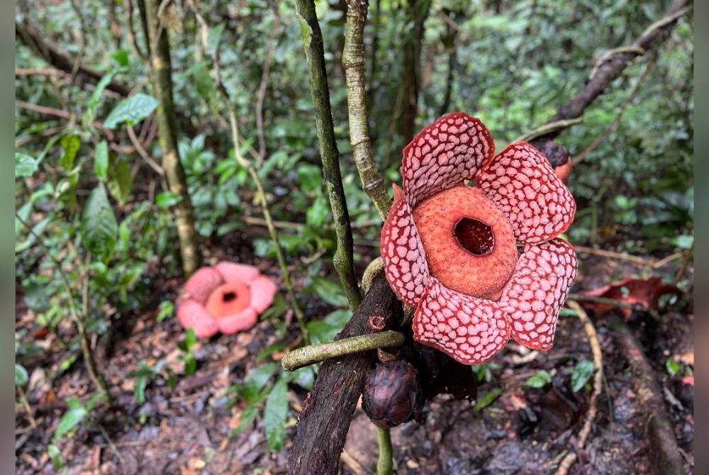 Warta habitat bunga pakma sebagai kawasan HCVF