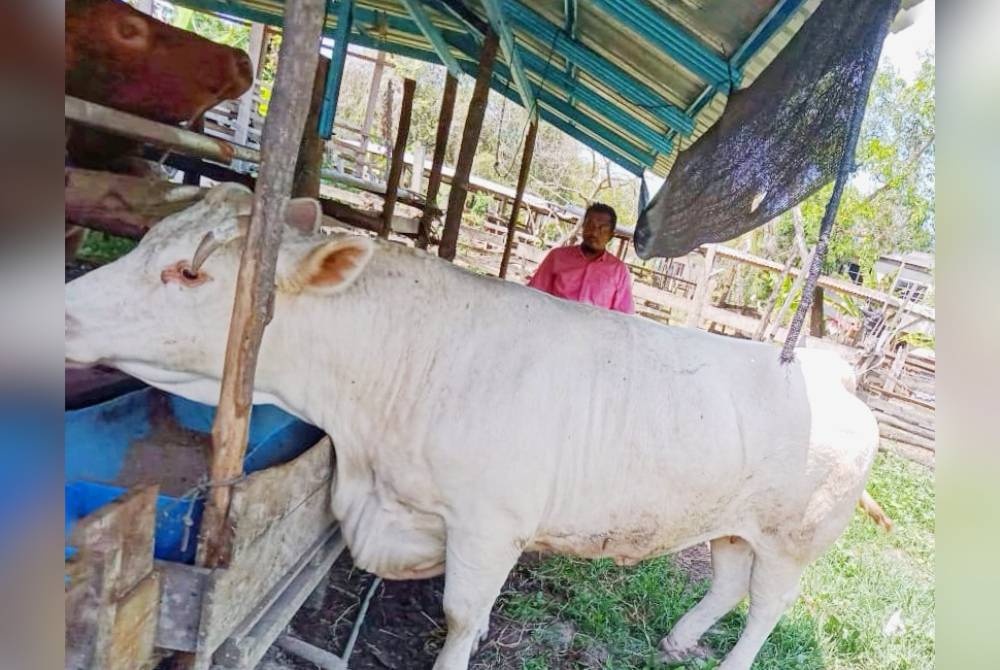 Dua ekor lembu sado 'ditumbang' sambut Ramadan Dua ekor lembu sado 'ditumbang' sambut Ramadan