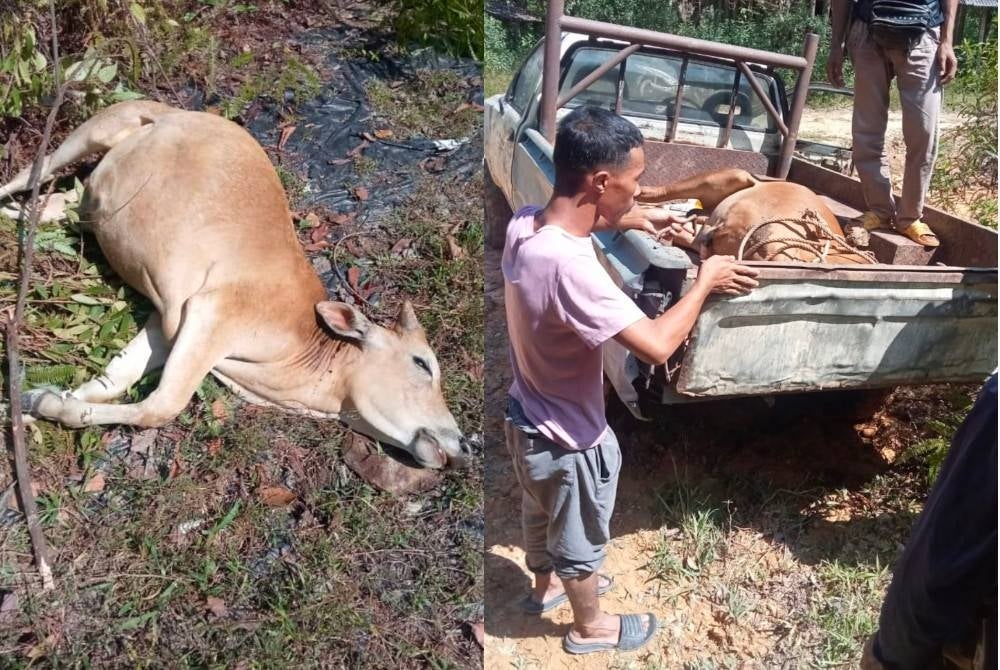 6 lembu mati diserang harimau, penternak rugi RM15,000
