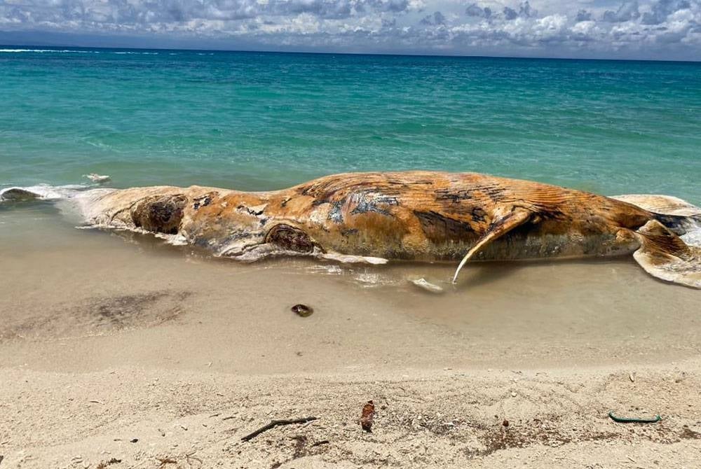 Bangkai ikan paus terdampar di Pulau Mantanani