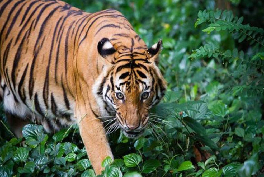Perhilitan sahkan kehadiran harimau belang di Bukit Berekeh Perhilitan sahkan kehadiran harimau belang di Bukit Berekeh
