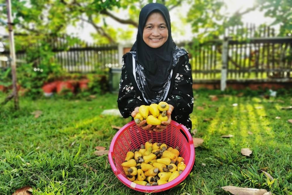 'Ramai mengidam makan buah jambu golok'