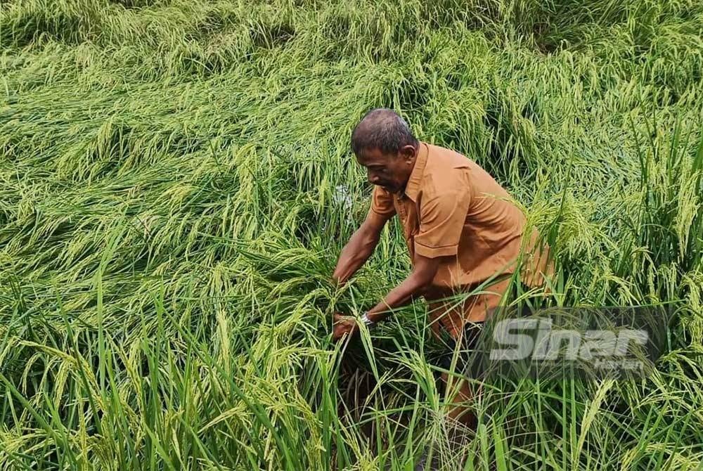 Pesawah rugi padi terendam akibat pengairan tidak sempurna