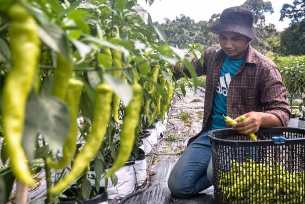 Petani lada solok dapat rezeki berganda di musim tengkujuh