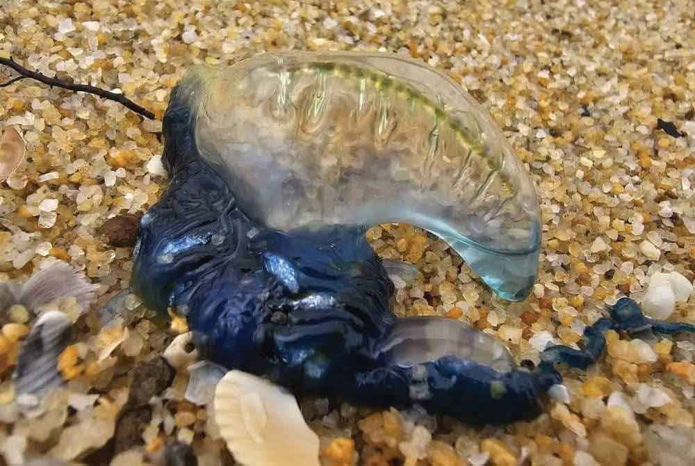 Obor-obor beracun muncul di Pantai Teluk Ketapang