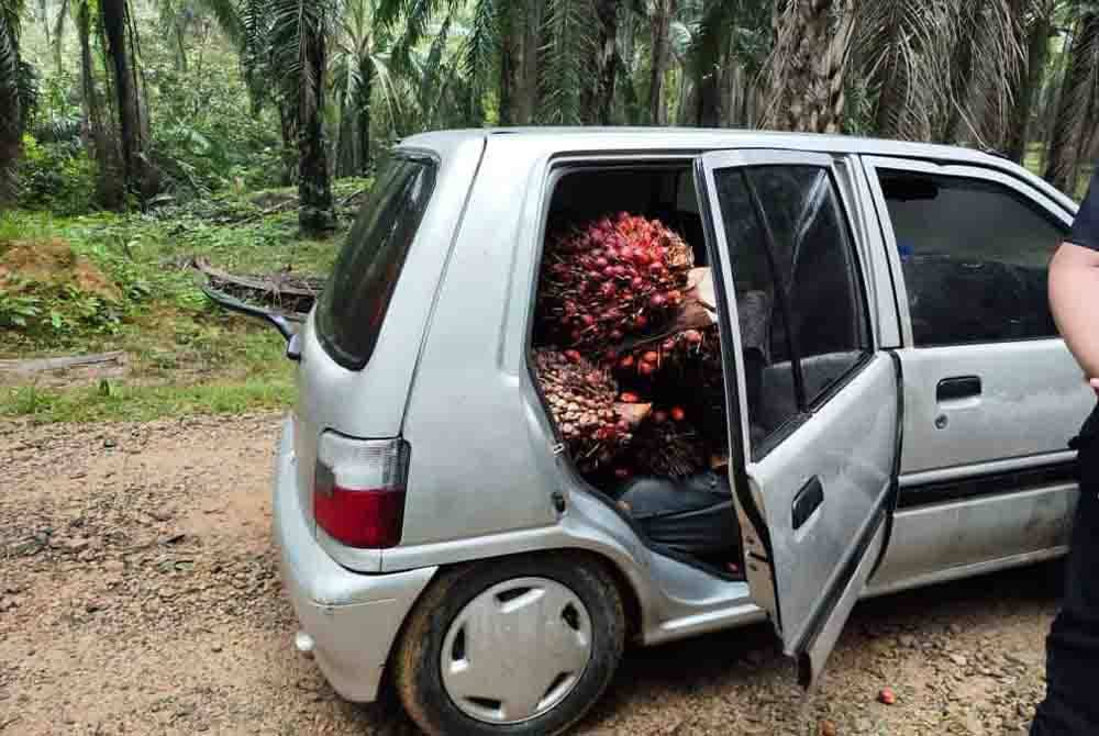 Remaja curi 14 tandan kelapa sawit, sumbat dalam Kancil Remaja curi 14 tandan kelapa sawit, sumbat dalam Kancil