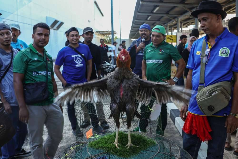 Pertandingan ayam ratu isi kalendar pelancongan Kelantan