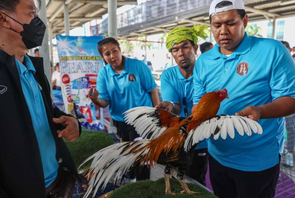 Pertandingan ayam ratu isi kalendar pelancongan Kelantan