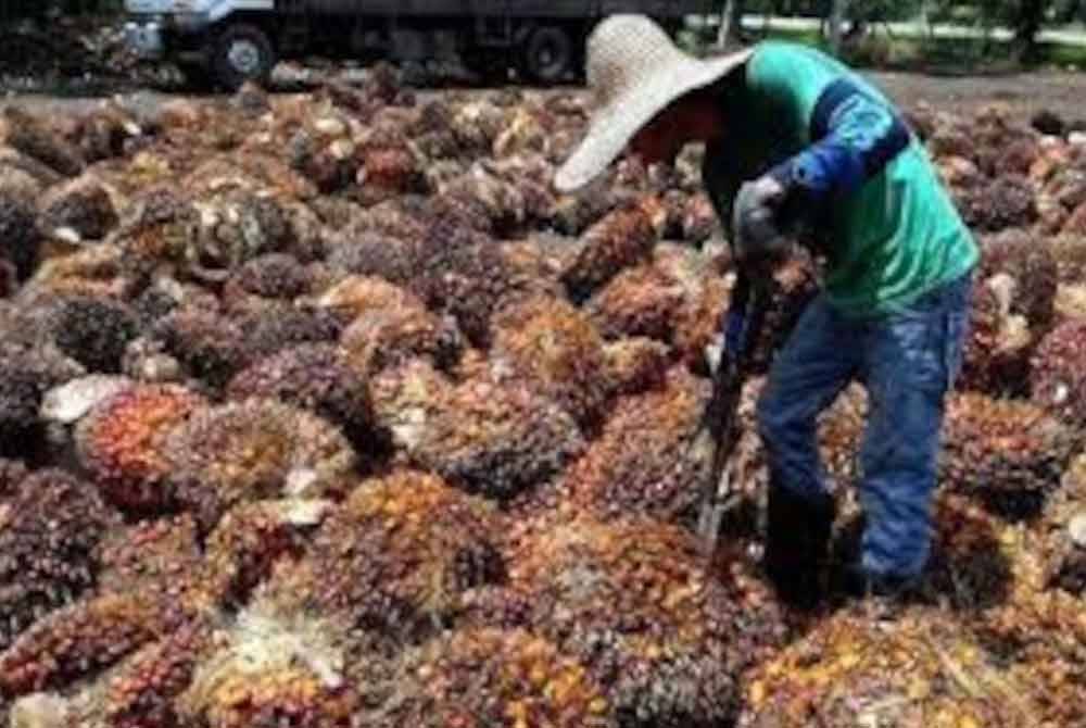 Sektor perladangan kelapa sawit kurang 40,000 pekerja - Johari