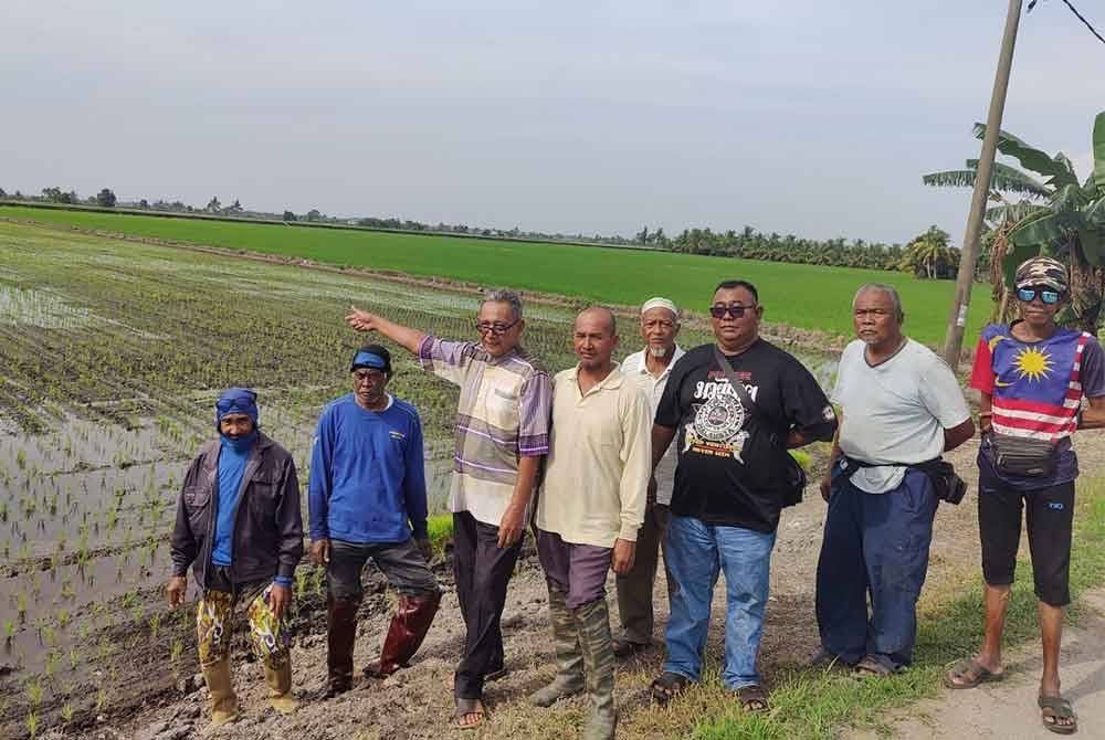 [VIDEO] Pesawah mengeluh baja lewat diterima, jejas tanaman padi