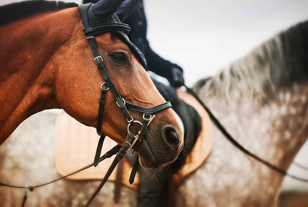 Logo GISBH dicop di badan kuda - JHEAT