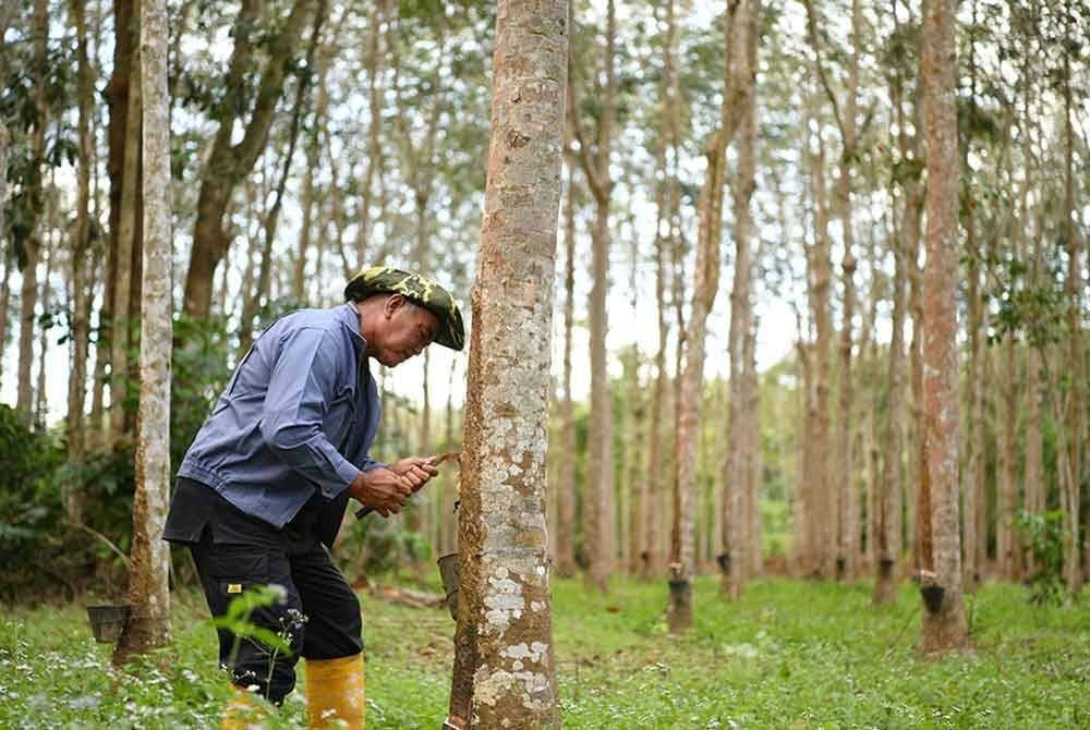 P2 Biotech sahut saranan TPM revolusi teknologi industri getah