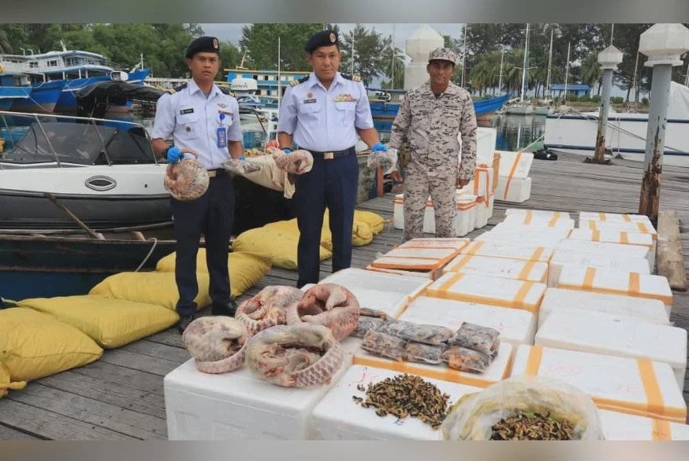 Tenggiling cuba diseludup untuk makanan eksotik