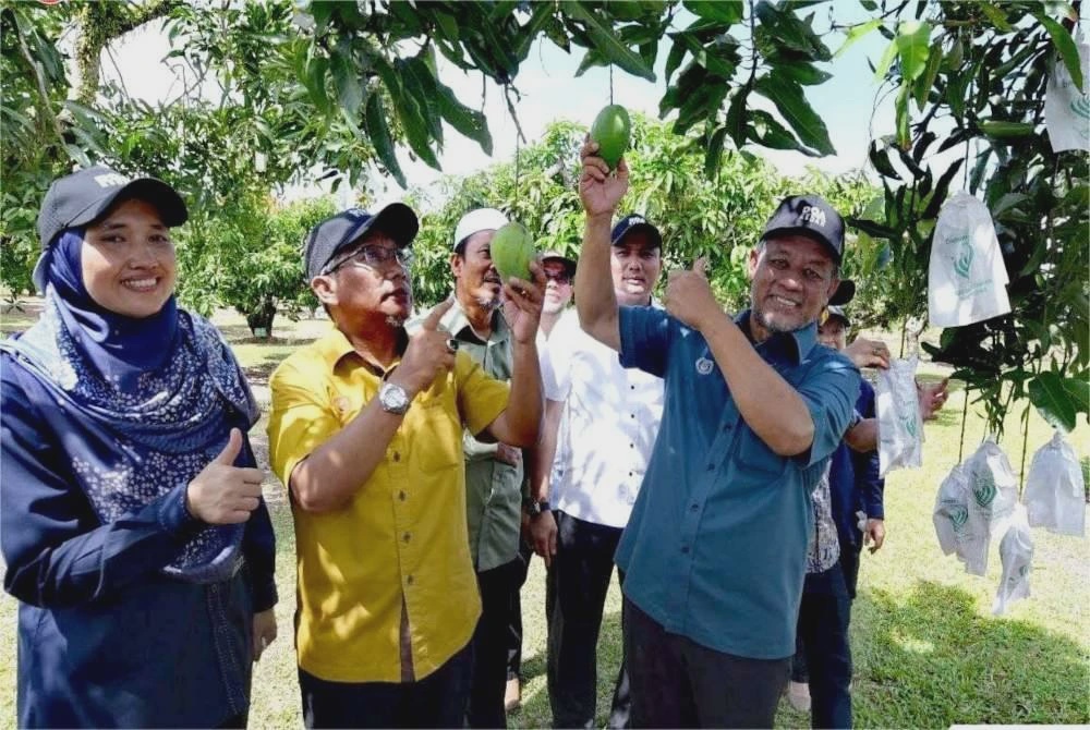 Harumanis D’Aman tarikan baharu agropelancongan Kedah 2025