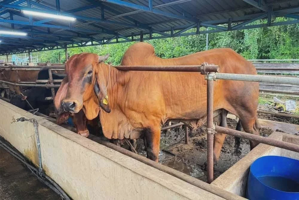 Lembu baka Brahman satu tan ditawarkan untuk ibadah korban