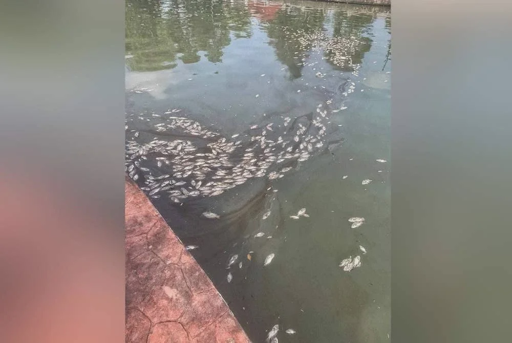 Lebih dua tan bangkai ikan tilapia timbul di Sungai Melaka