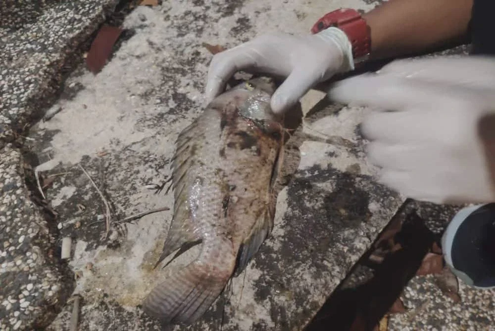 Lebih dua tan bangkai ikan tilapia timbul di Sungai Melaka