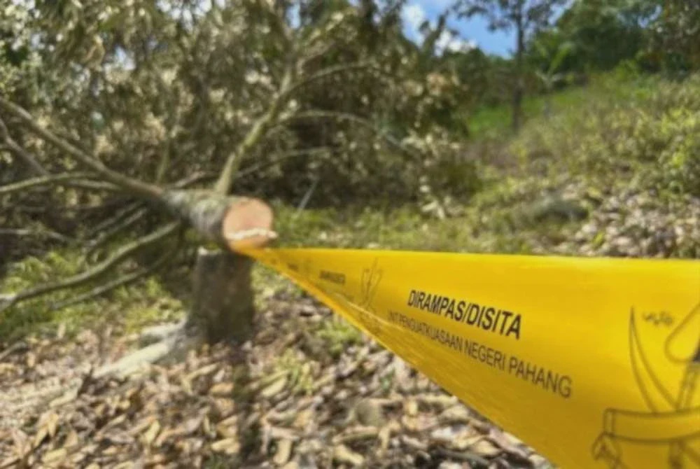 Pekebun durian Raub tarik balik rayuan dalam kes notis pengusiran