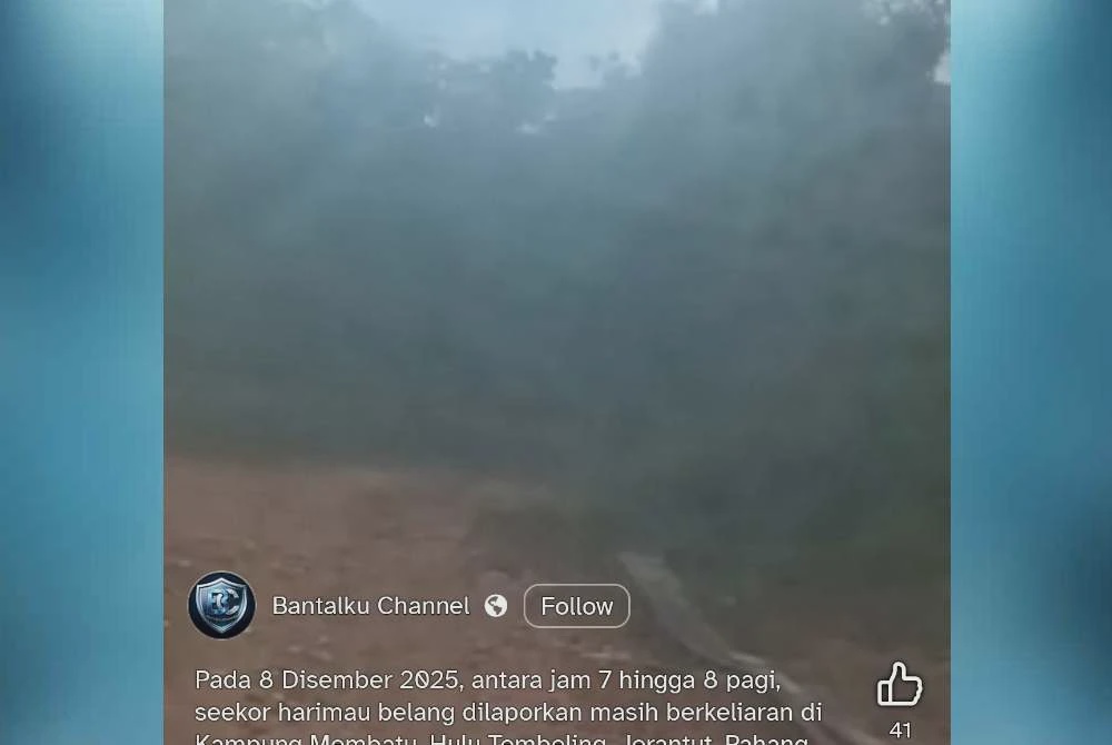 Harimau belang muncul lagi di Kampung Membatu