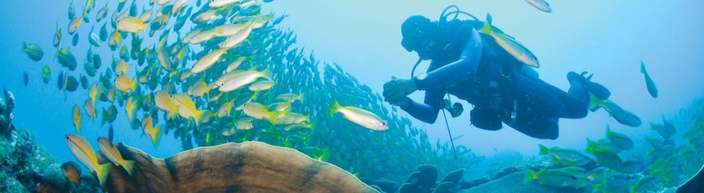 How the new High Seas Treaty affects the ocean