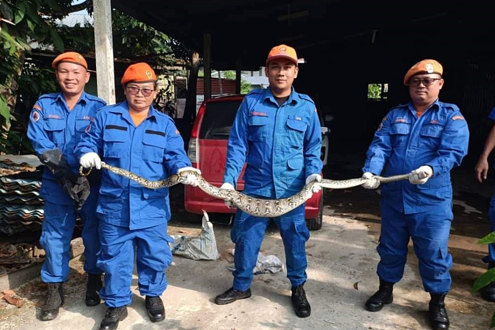 6-foot python caught in chicken coop in Sibu