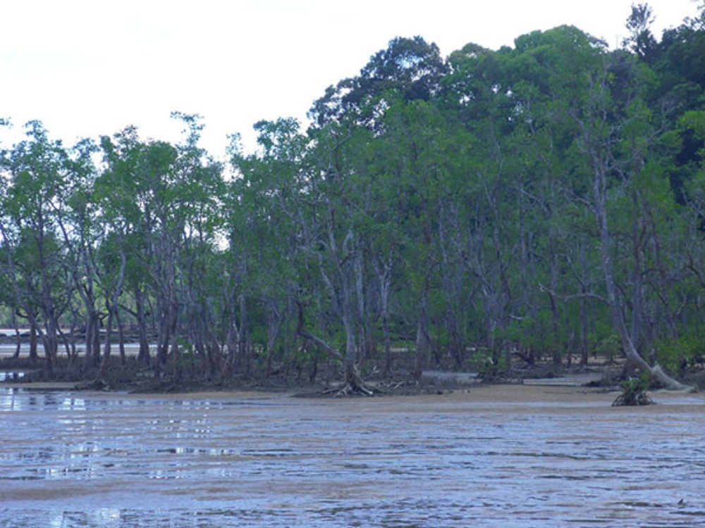 WWF-M’sia: United effort vital to reach higher target of S’wak ...