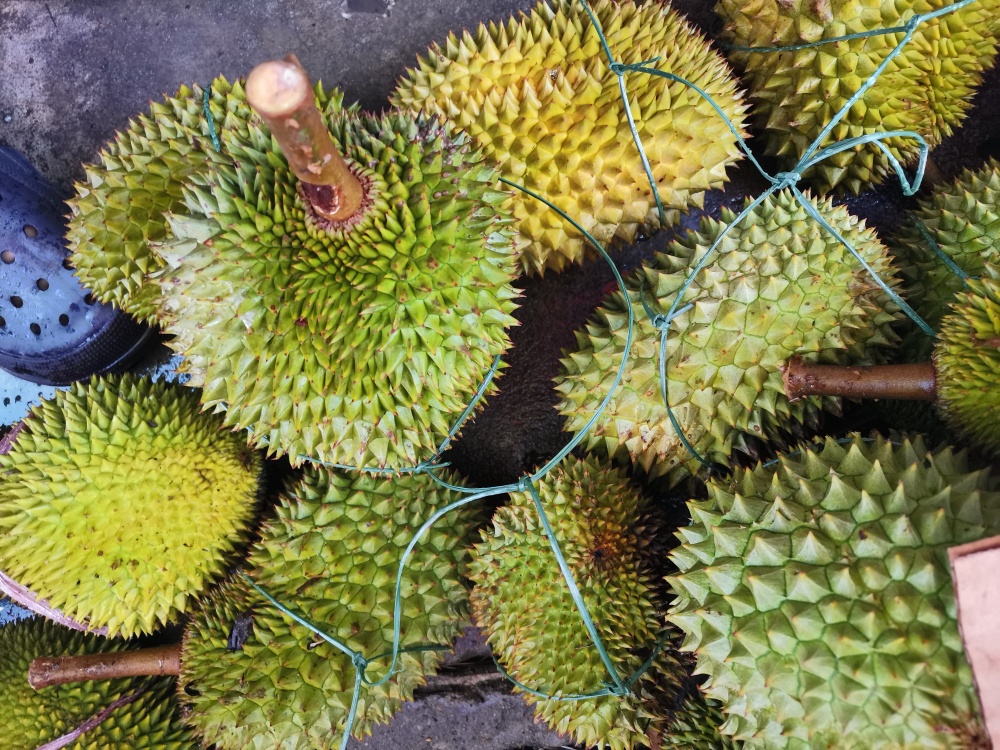 Fruit season in Kapit coming to an end