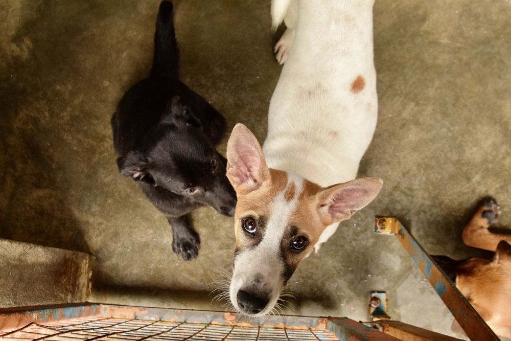 SSPCA Charity Christmas Bazaar returns this Sunday