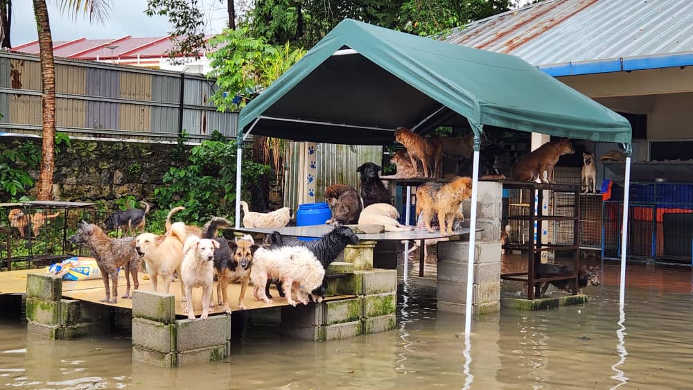 SSPCA animal shelter at Kota Sentosa hit by flood again (Video)