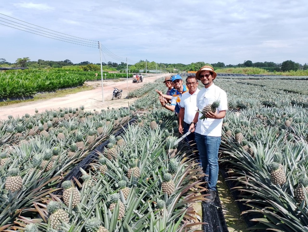 7,000 Sarawak Gold 1 pineapples to be exported to peninsula