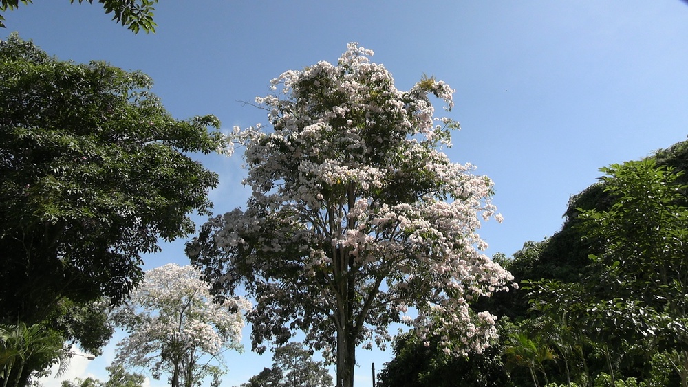 Miri’s annual ‘sakura’ season returns with Tecoma trees in bloom (Video)