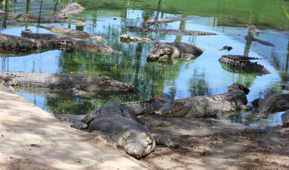 Miri Crocodile Farm offers a fascinating blend of adventure and ...