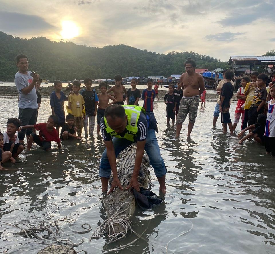 Pulau Gaya villagers capture 12-foot-long crocodile along seashore