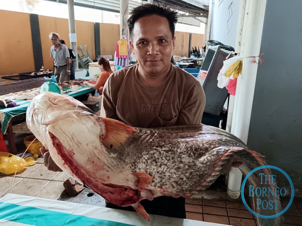36kg river giant: Rare Ikan Tapah stuns Kapit residents