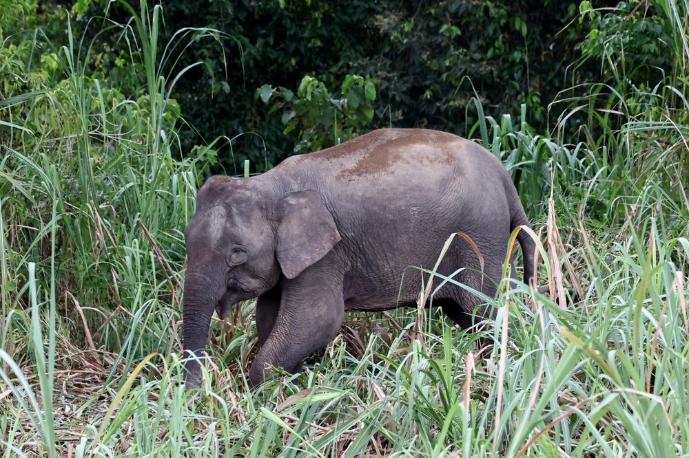 Sabah’s tourism: A sustainable path for future