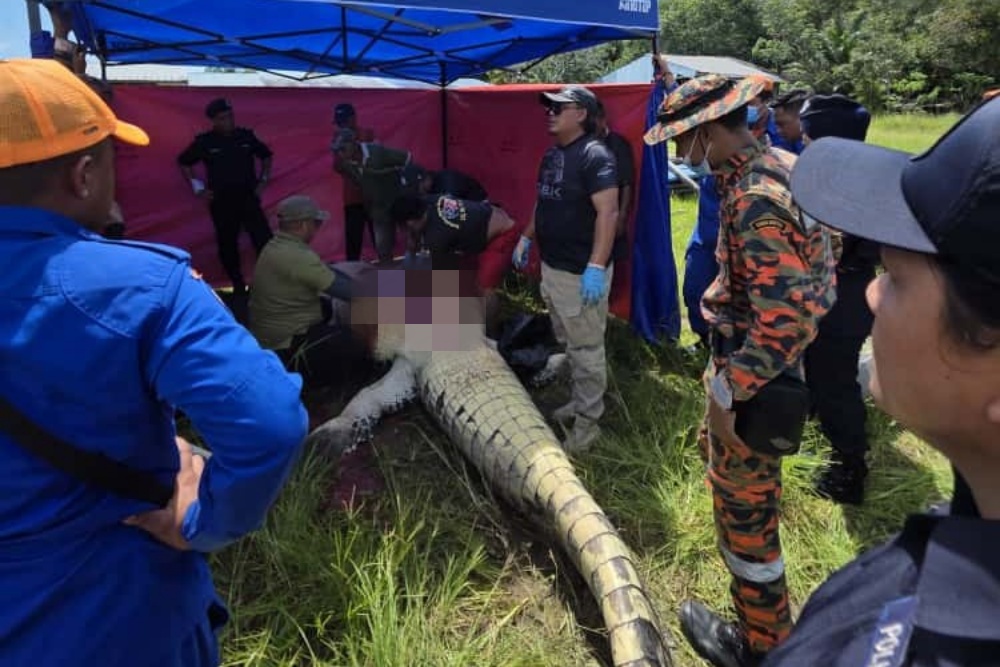 Search for Tatau croc-attack victim ends with discovery of human remains inside captured reptile ...