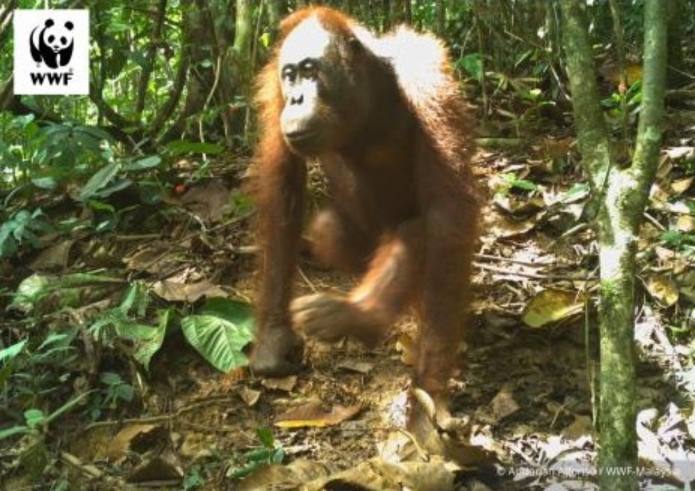 Orangutan population in Ulu Sungai Menyang rises to 167, survey shows ...