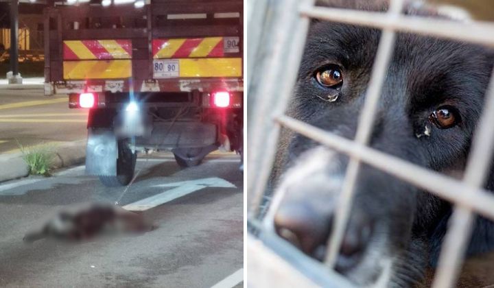 Photo Of A Dog Being Dragged And Tied To A Lorry Goes Viral And People ...