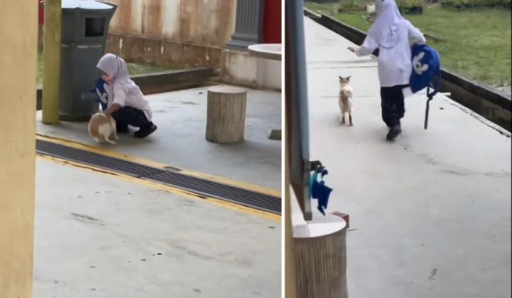 [Watch] Cute Video Of School Girl Trying To Kidnap A Cat Goes Viral