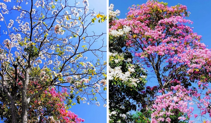 Kota Kinabalu’s Tabebuia Trees: Malaysia’s Answer To Japan’s Sakura Season