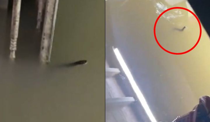“Jangan Seronok Sangat Main Air” – Kelibat Ular Ketika Banjir Buat ... “Jangan Seronok Sangat Main Air” – Kelibat Ular Ketika Banjir Buat ...