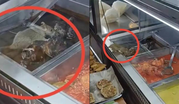 [Watch] Rat Caught Feasting On The Counter At Popular Mamak Joint In ...